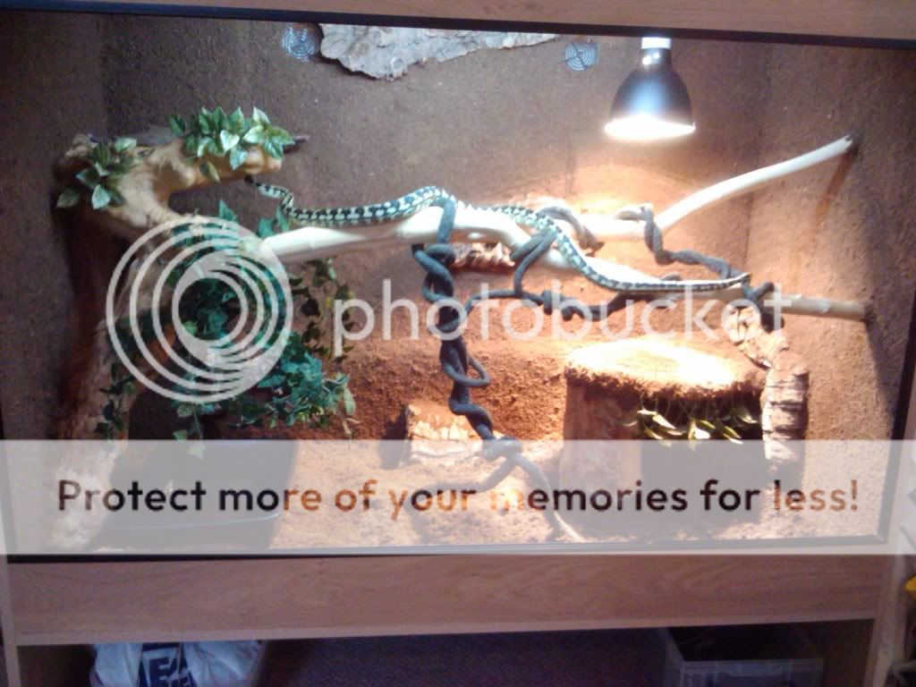 finished my custom viv | Reptile Forums