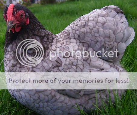 Breeding the partridge color? | BackYard Chickens - Learn How to Raise ...