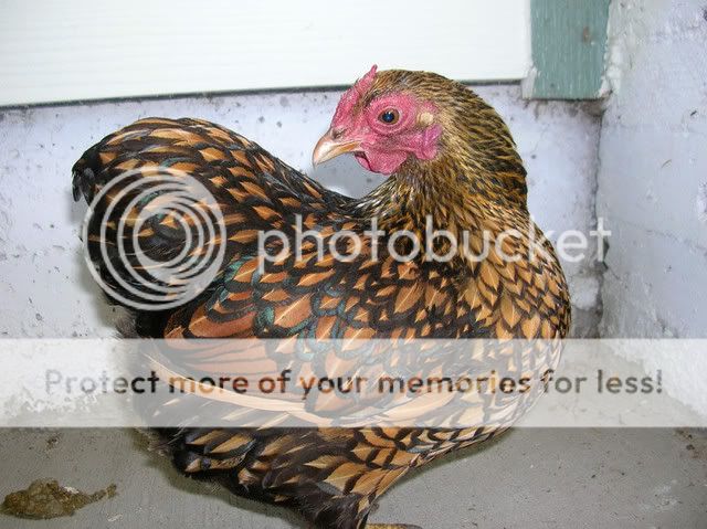 Breeding the partridge color? | BackYard Chickens - Learn How to Raise ...