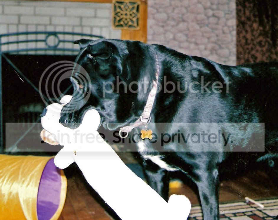 Tippy Toes is Growing Up (dog, house, paws, kitty) - Cats - - City-Data ...