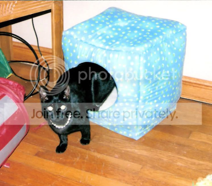 Tippy Toes is Growing Up (dog, house, paws, kitty) - Cats - - City-Data ...