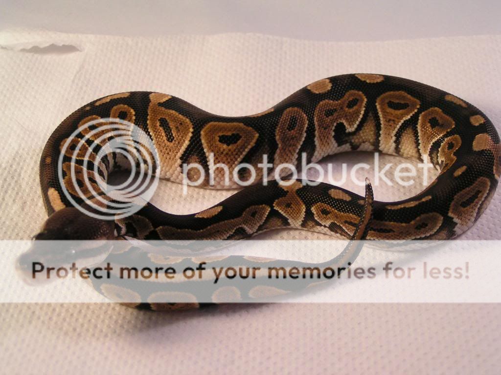 SE England - Various Female Royal Pythons - Pic Heavy | Reptile Forums
