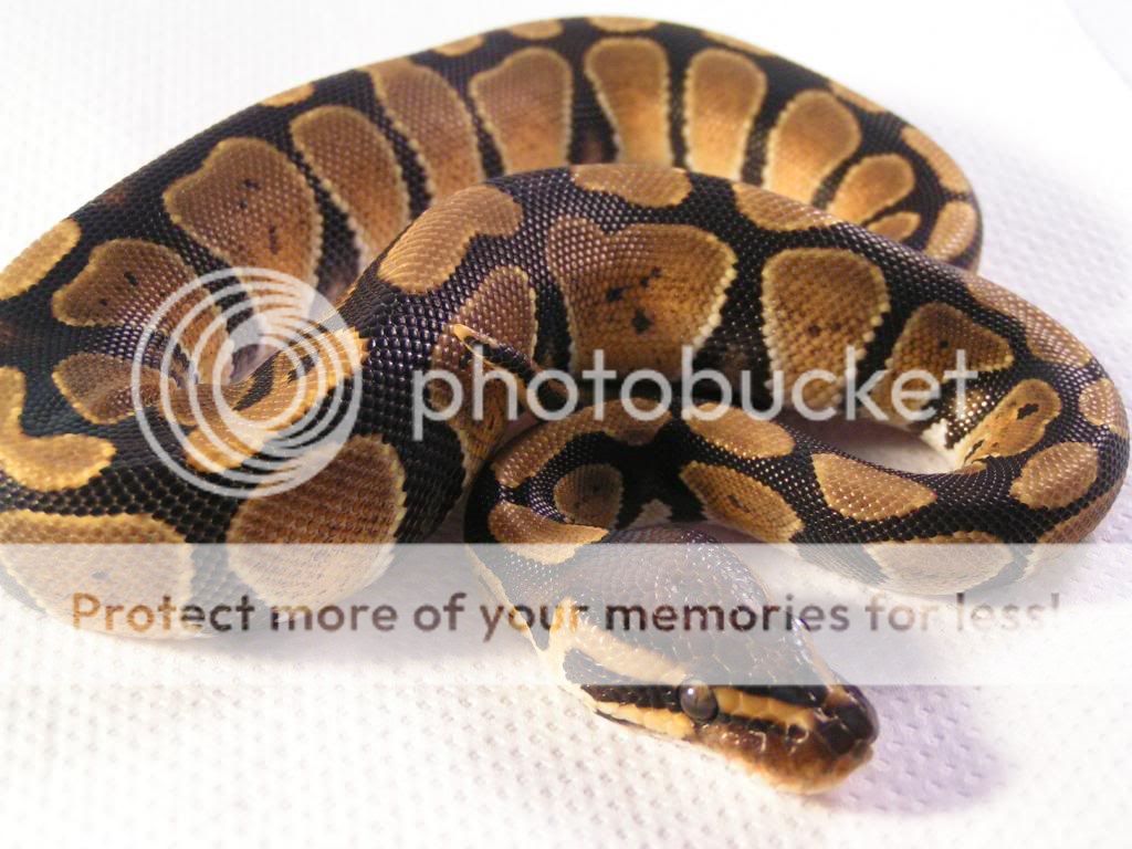 SE England - Various Female Royal Pythons - Pic Heavy | Reptile Forums