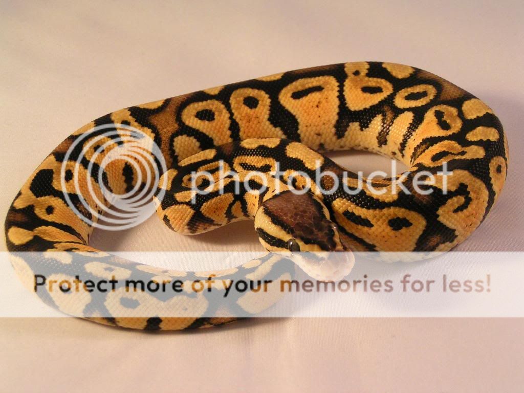 SE England - Various Female Royal Pythons - Pic Heavy | Reptile Forums