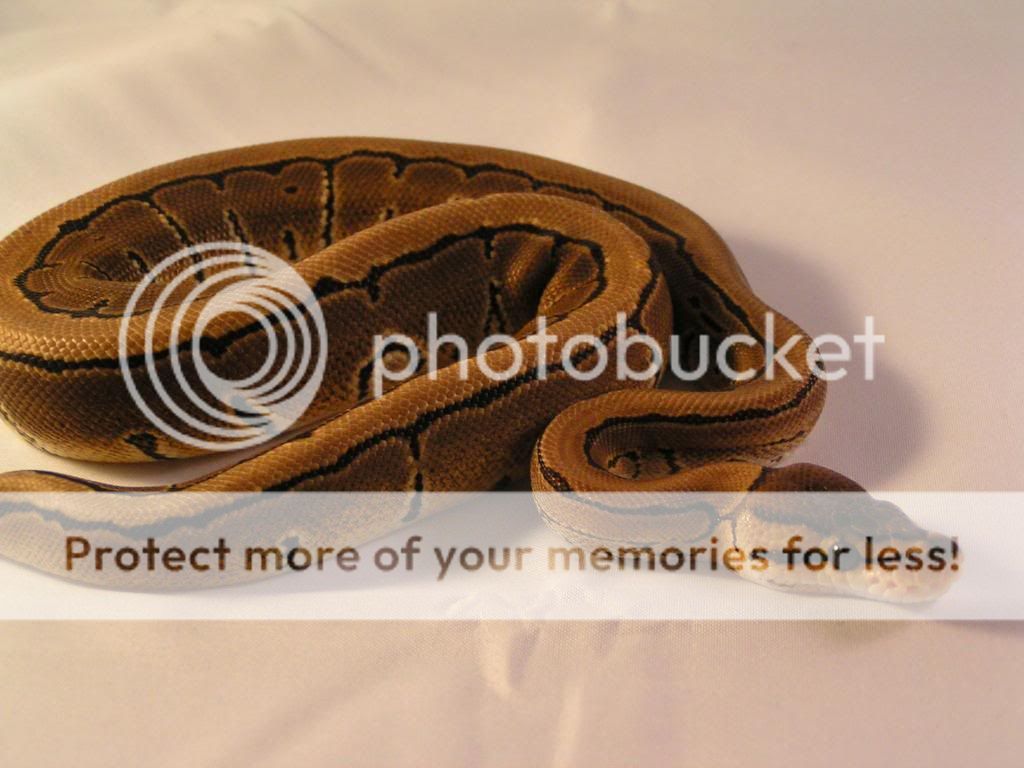 SE England - Various Female Royal Pythons - Pic Heavy | Reptile Forums