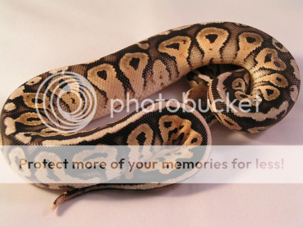 SE England - Various Female Royal Pythons - Pic Heavy | Reptile Forums
