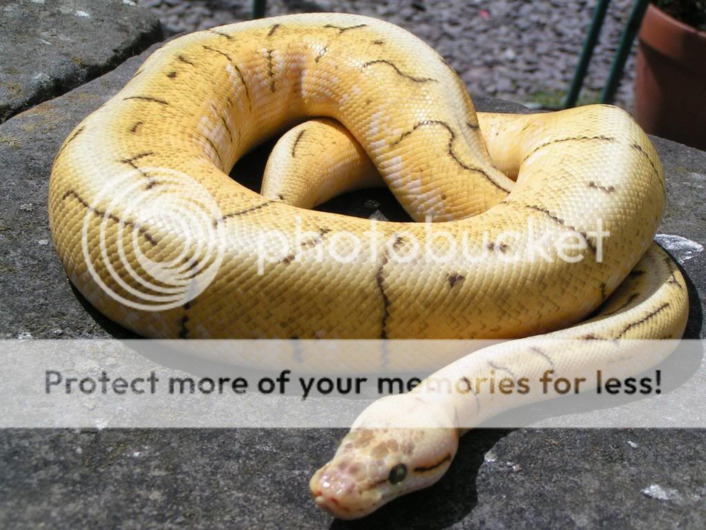 SE England - CB13 Female Royal Pythons - 1-4 genes | Reptile Forums