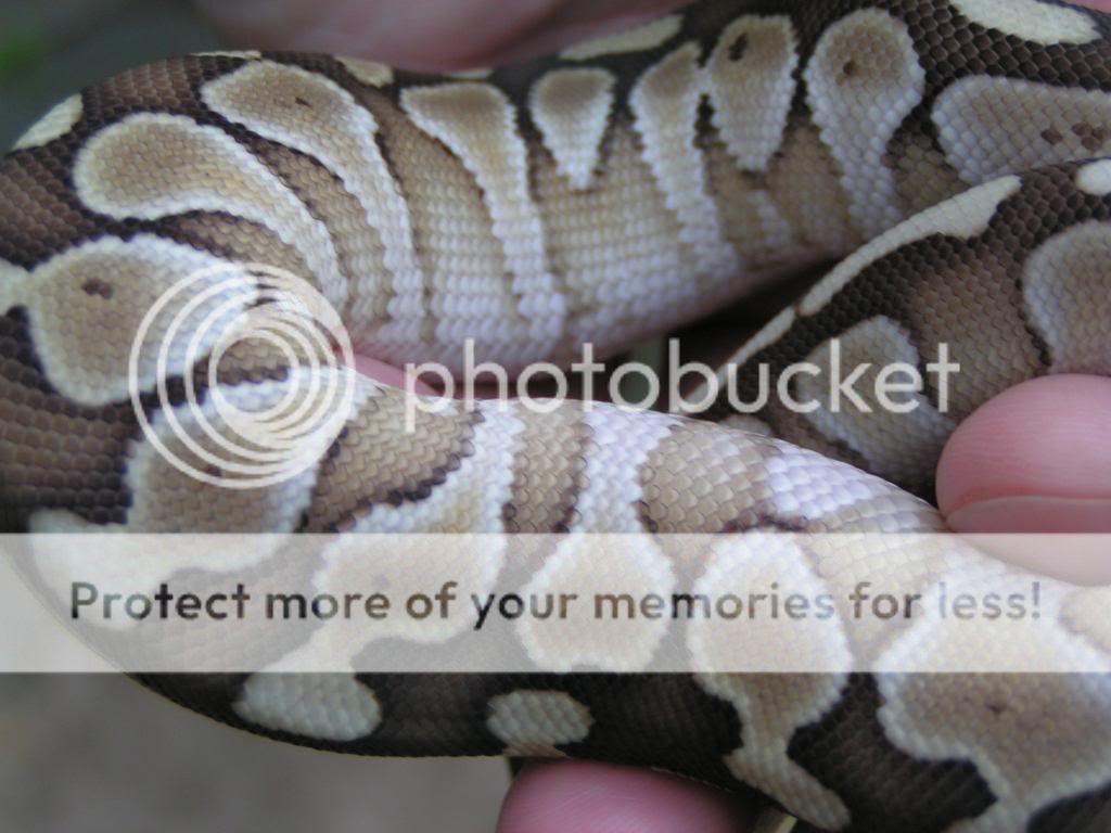 SE England - CB10 Male LESSER Platinum Royal Python FOR SALE | Reptile ...