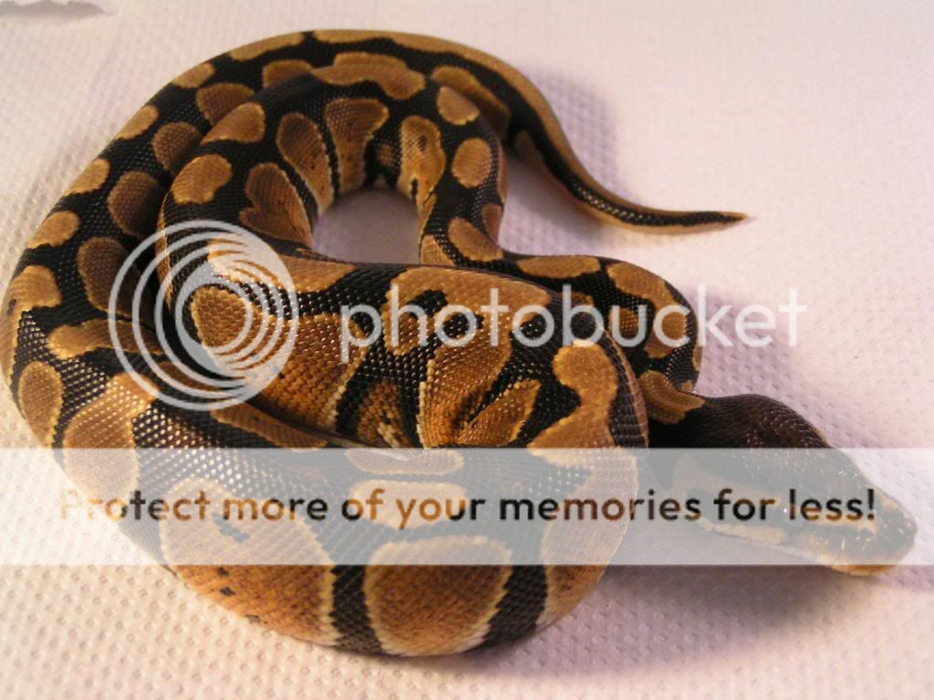 SE England - Various Female Royal Pythons - Pic Heavy | Reptile Forums