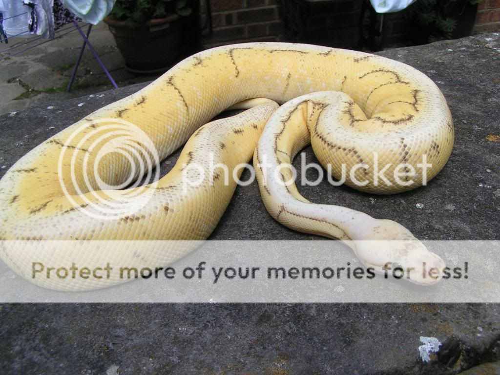 SE England - CB13 Female Royal Pythons - 1-4 genes | Reptile Forums