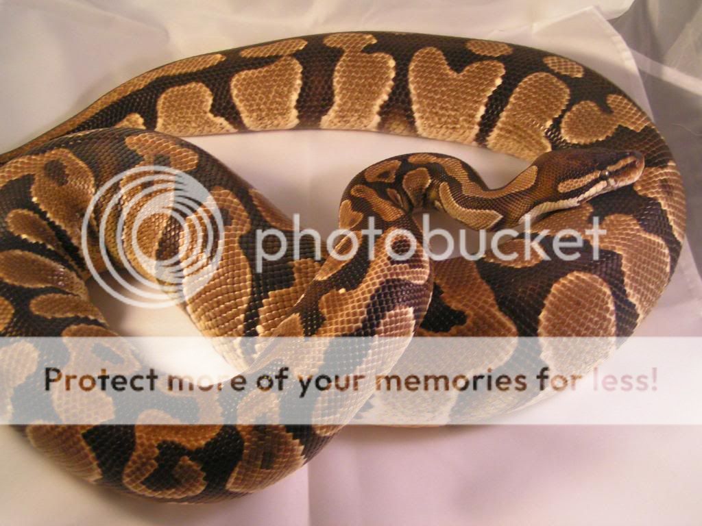 SE England - Various Female Royal Pythons - Pic Heavy | Reptile Forums