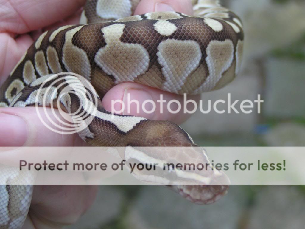 SE England - CB10 Male LESSER Platinum Royal Python FOR SALE | Reptile ...