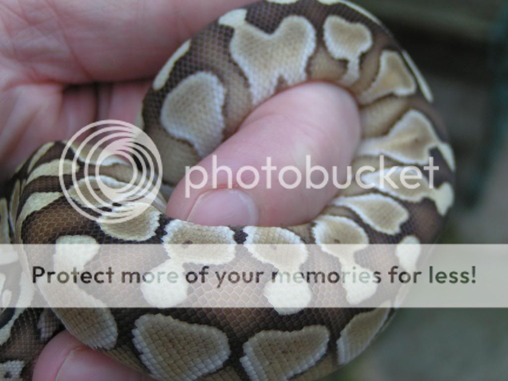 SE England - CB10 Male LESSER Platinum Royal Python FOR SALE | Reptile ...
